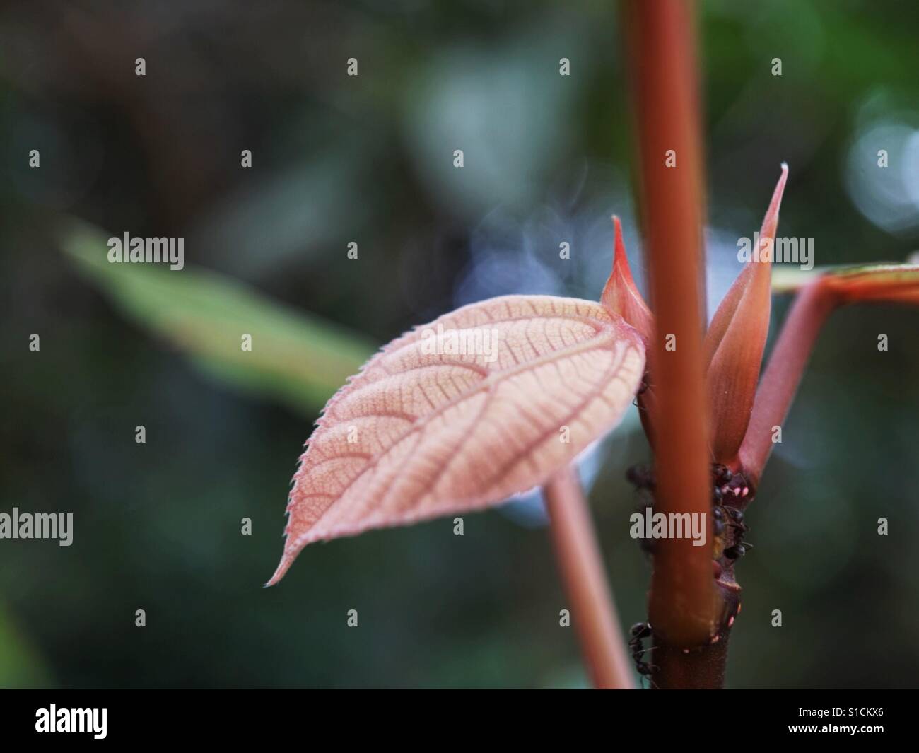 Rosa blatt -Fotos und -Bildmaterial in hoher Auflösung – Alamy
