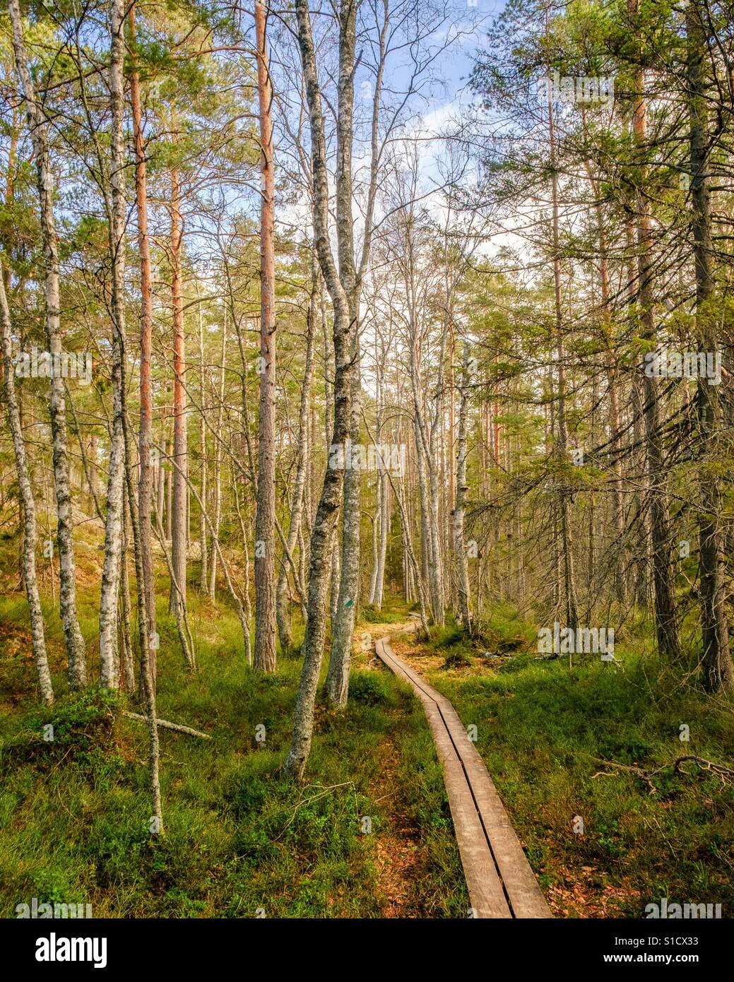 Wanderweg durch schwedischen Wald Naturlandschaft im Nationalpark ...