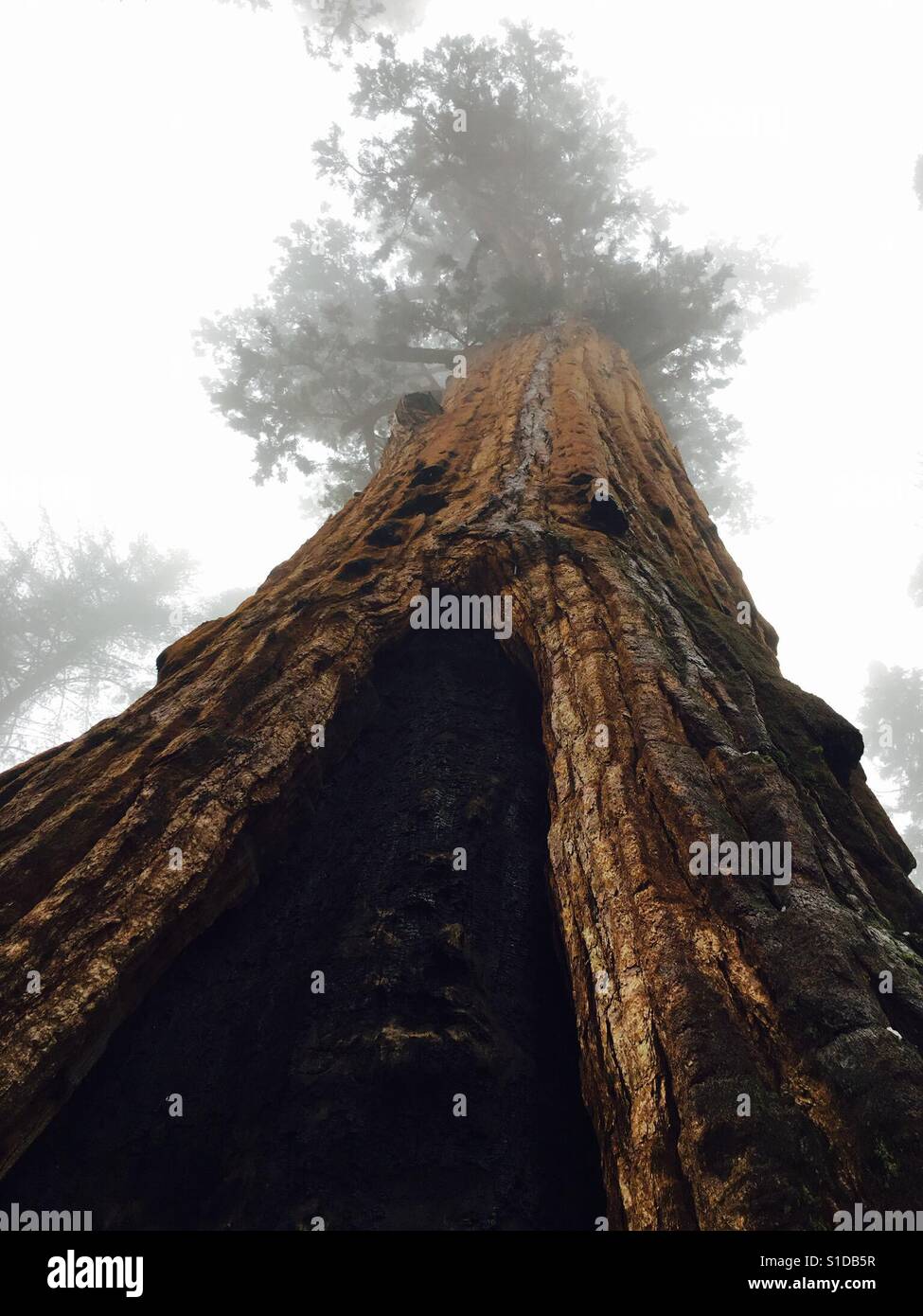 General Sherman Tree Stockfotos und -bilder Kaufen - Alamy
