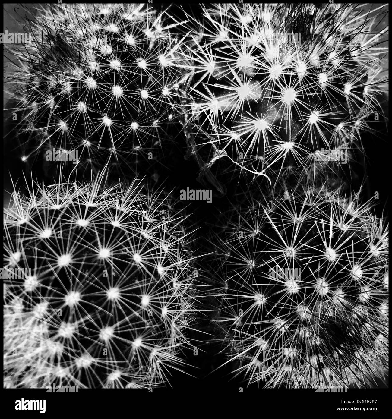 Klebrige pflanze -Fotos und -Bildmaterial in hoher Auflösung – Alamy