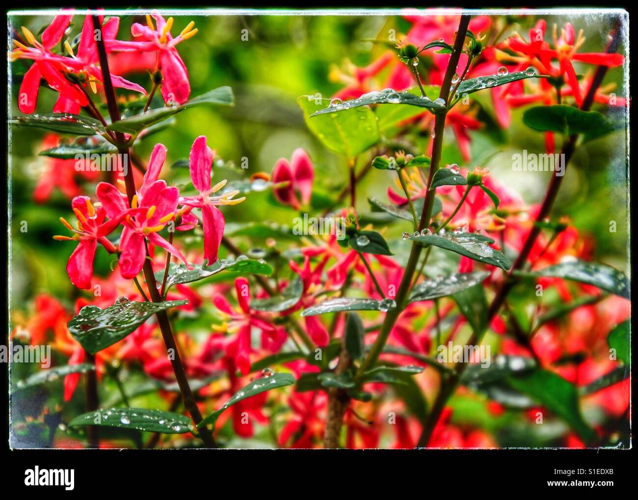 Regen im garten -Fotos und -Bildmaterial in hoher Auflösung – Alamy
