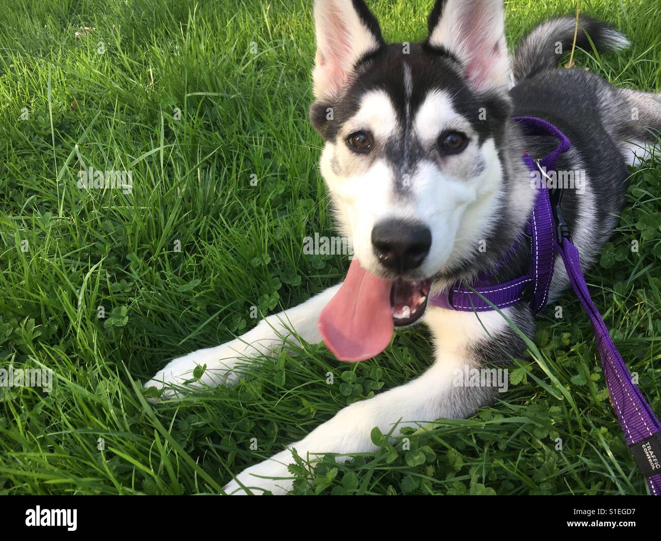 Silly dog -Fotos und -Bildmaterial in hoher Auflösung – Alamy