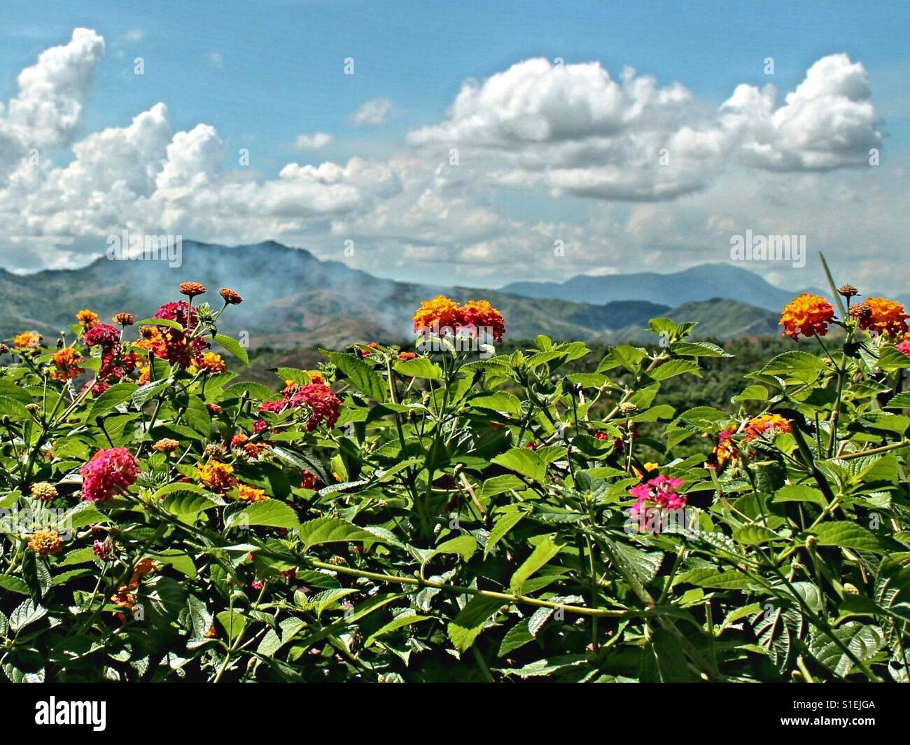 Wilde bergblumen -Fotos und -Bildmaterial in hoher Auflösung – Alamy