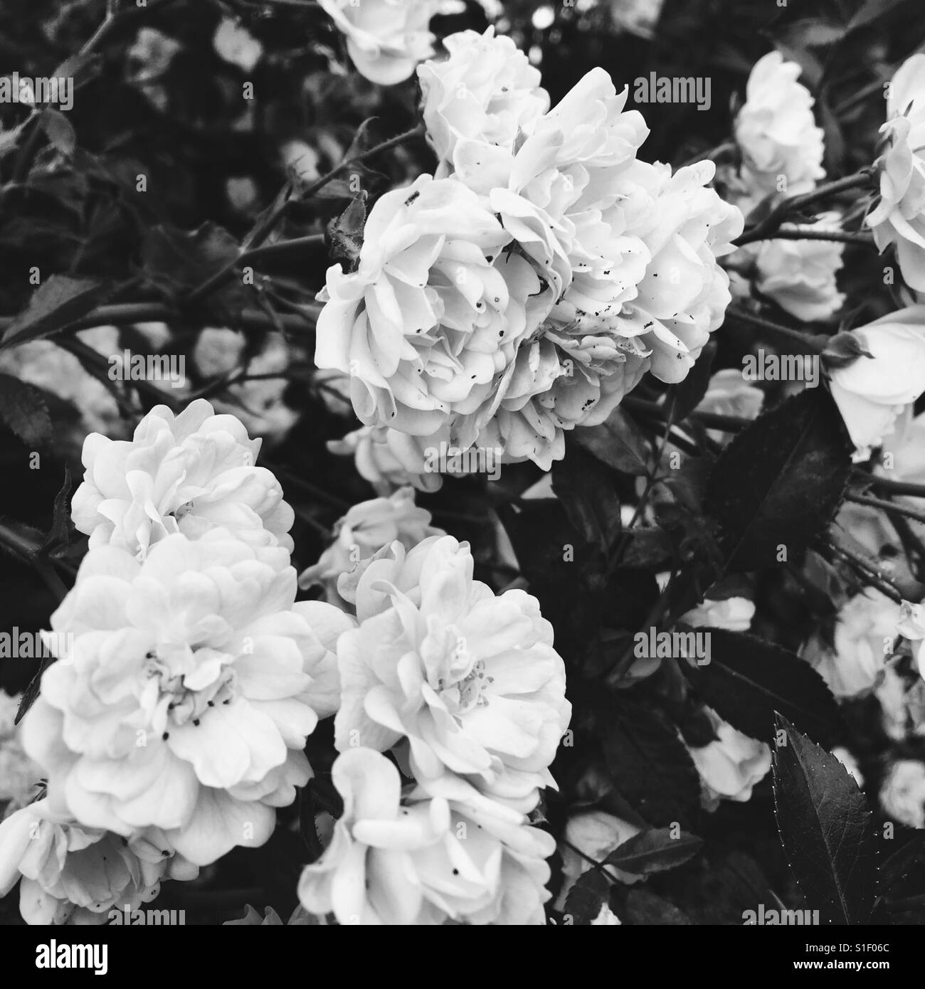 Alte rosen -Fotos und -Bildmaterial in hoher Auflösung – Alamy