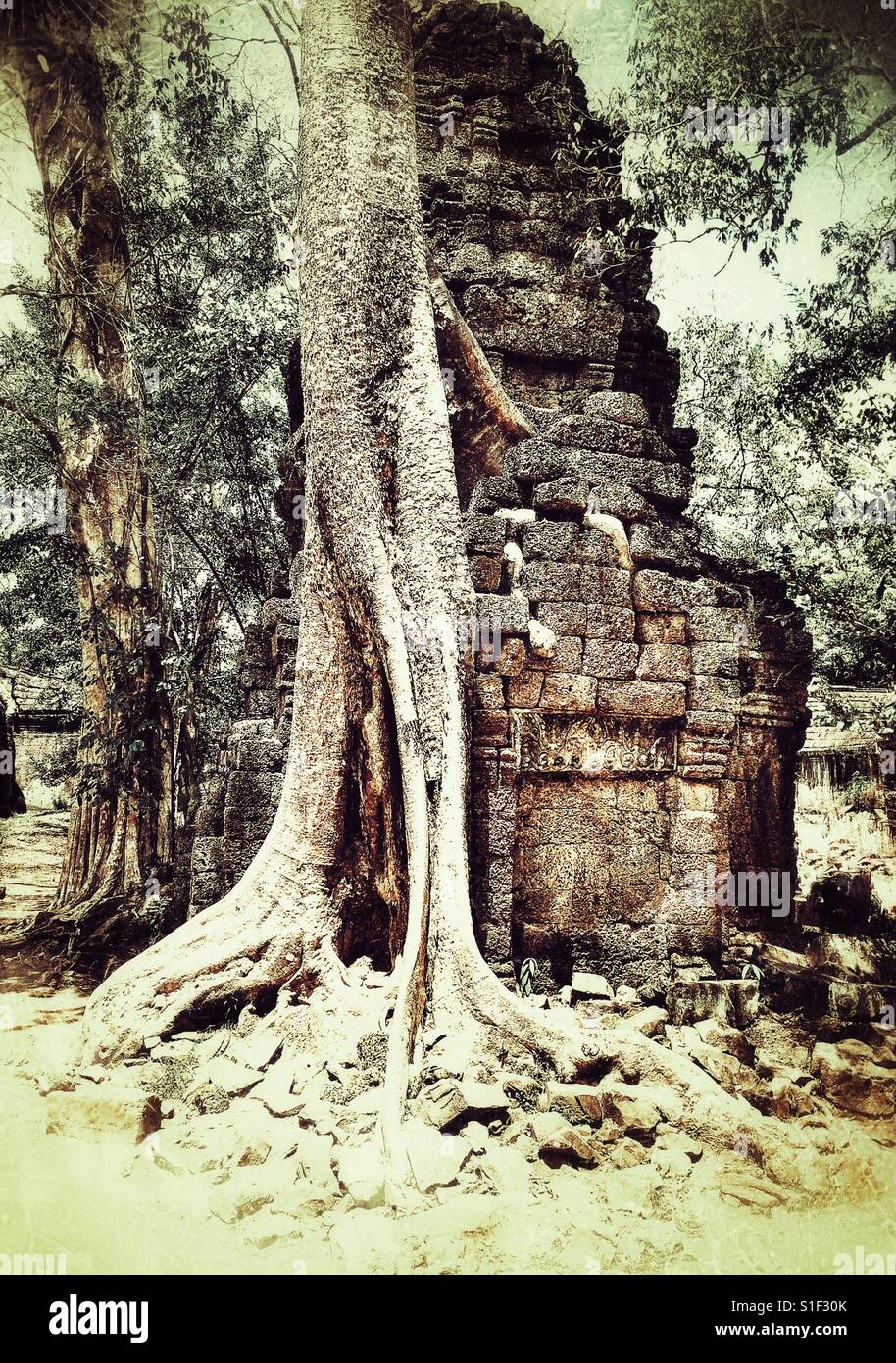 Baum wurzeln tempel kambodscha dschungel ruinen -Fotos und -Bildmaterial in hoher Auflösung – Alamy