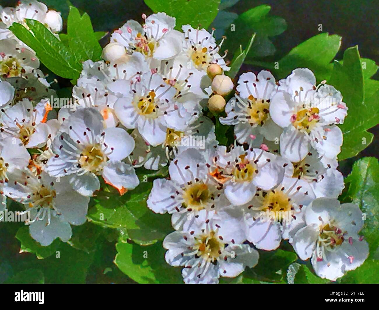 Hecke Mit Weien Bluten