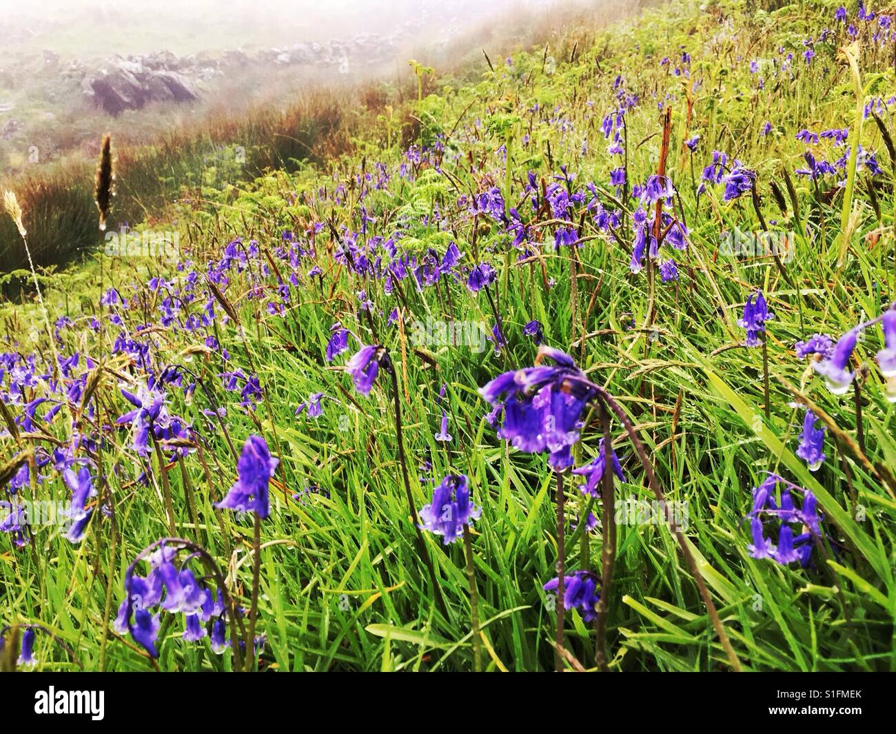 Snowdonia flora -Fotos und -Bildmaterial in hoher Auflösung – Alamy