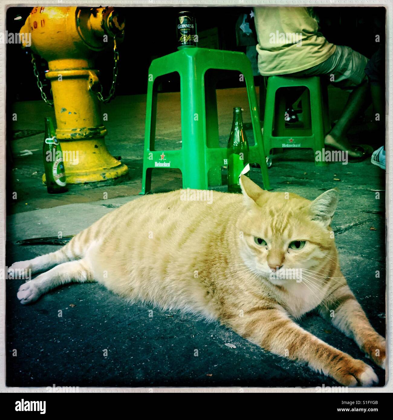 Die fette katze -Fotos und -Bildmaterial in hoher Auflösung – Alamy