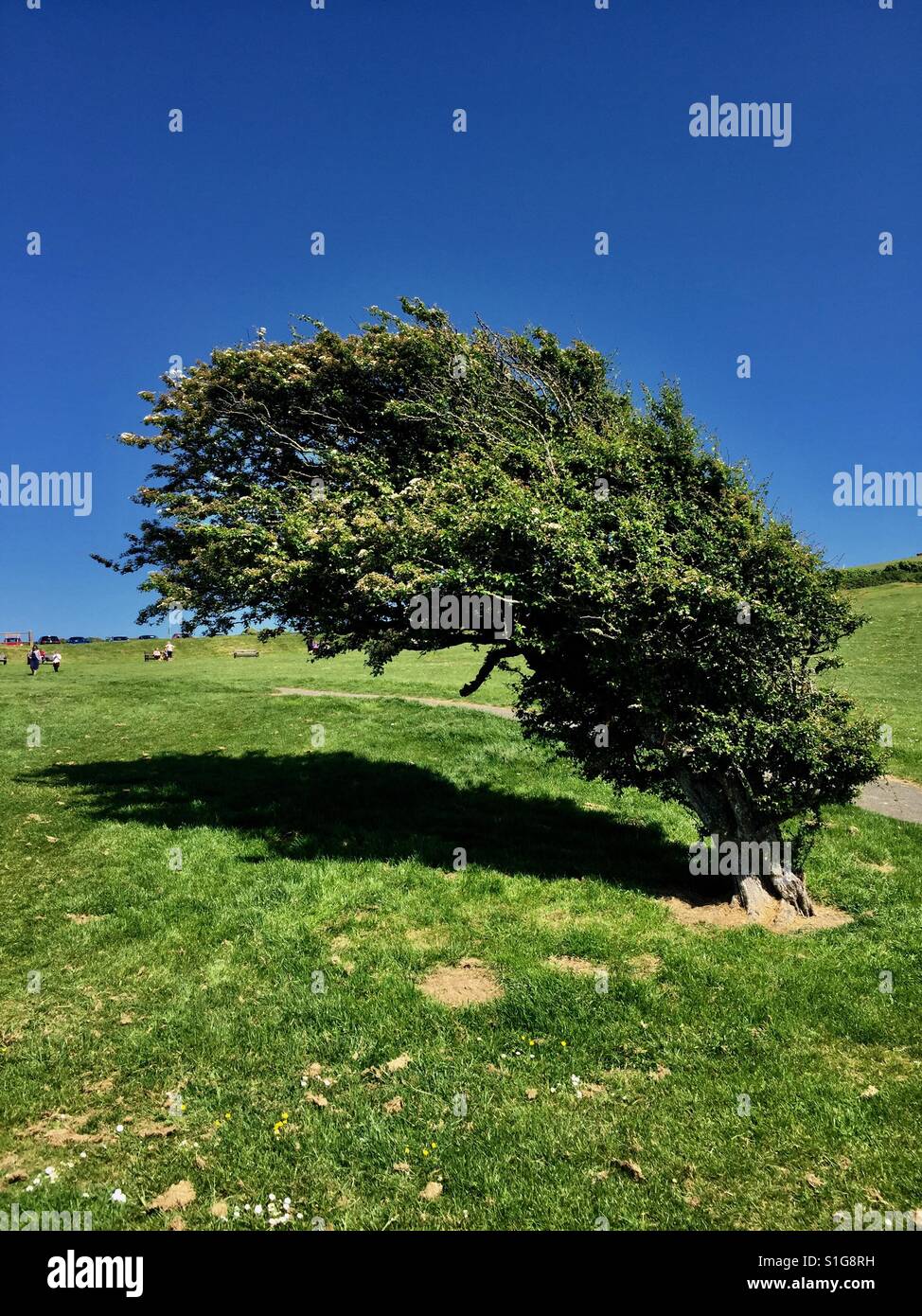 Wind gebogener baum -Fotos und -Bildmaterial in hoher Auflösung – Alamy