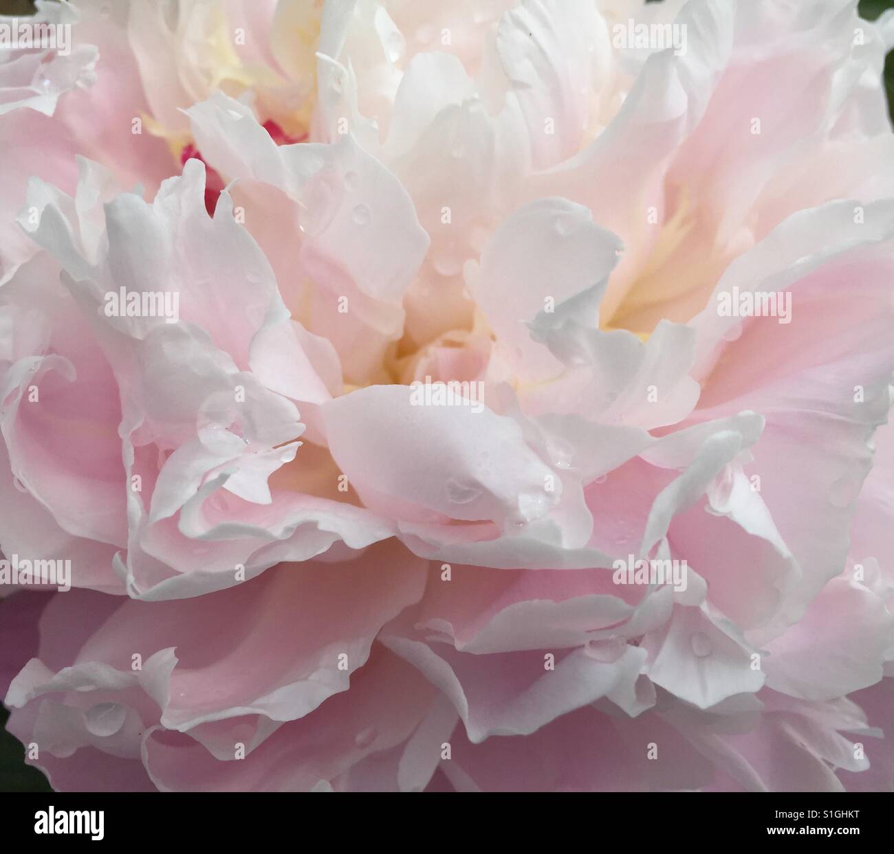 Zartrosa pfingstrose -Fotos und -Bildmaterial in hoher Auflösung – Alamy