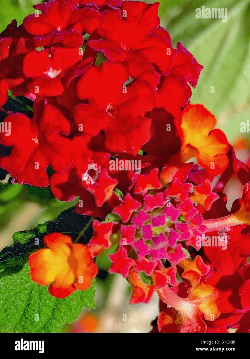 Rot orange blumen -Fotos und -Bildmaterial in hoher Auflösung – Alamy