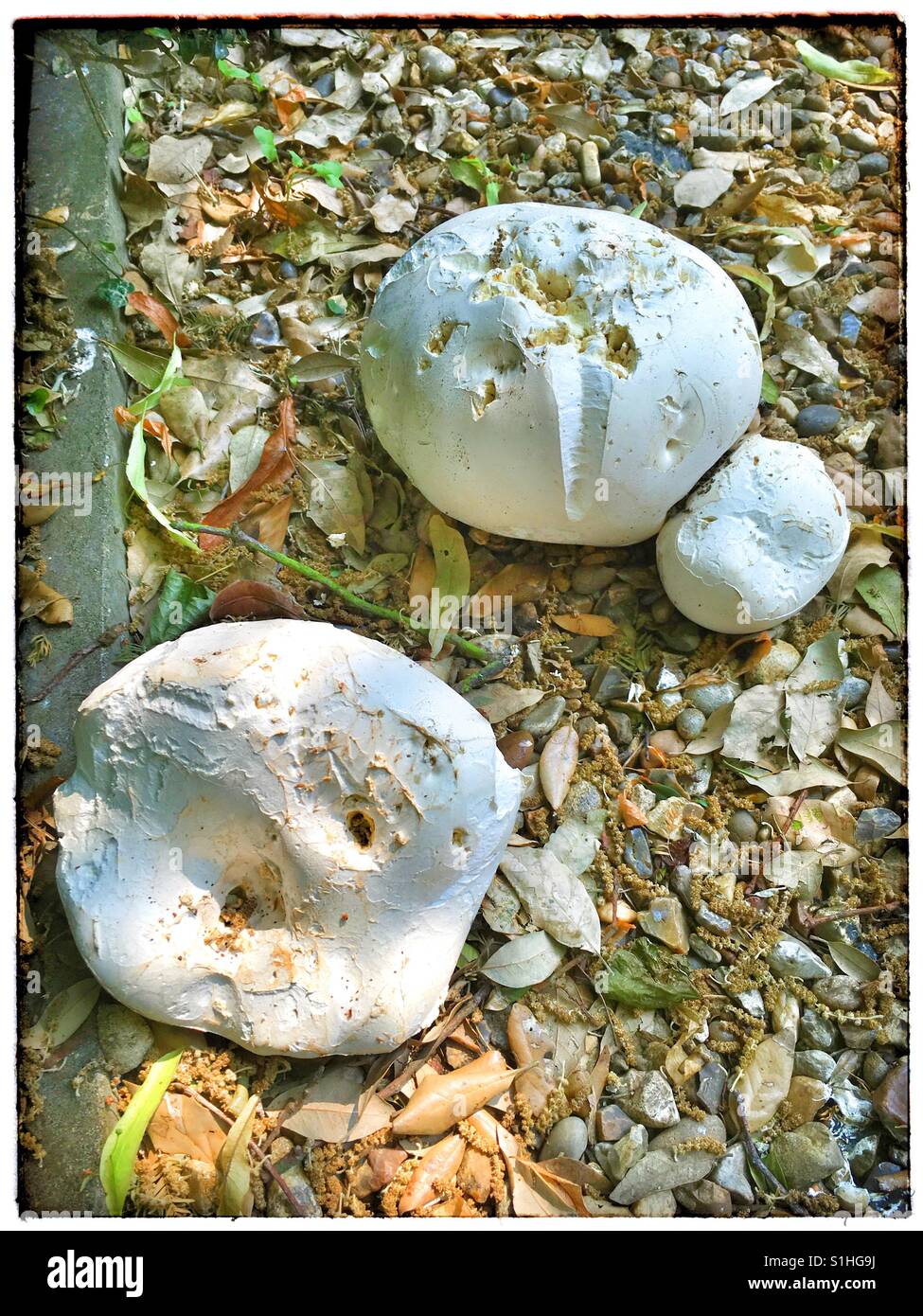 Puff ball pilz -Fotos und -Bildmaterial in hoher Auflösung – Alamy