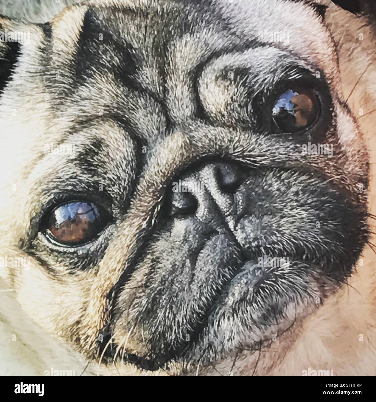 Mops hund -Fotos und -Bildmaterial in hoher Auflösung – Alamy