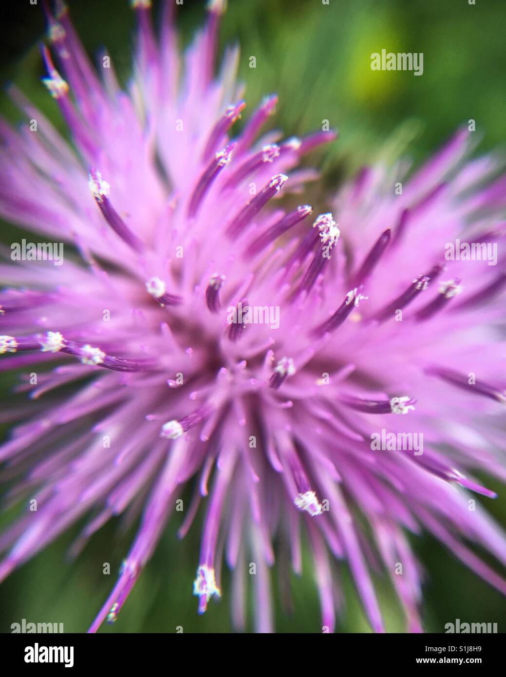 Lila disteln -Fotos und -Bildmaterial in hoher Auflösung – Alamy