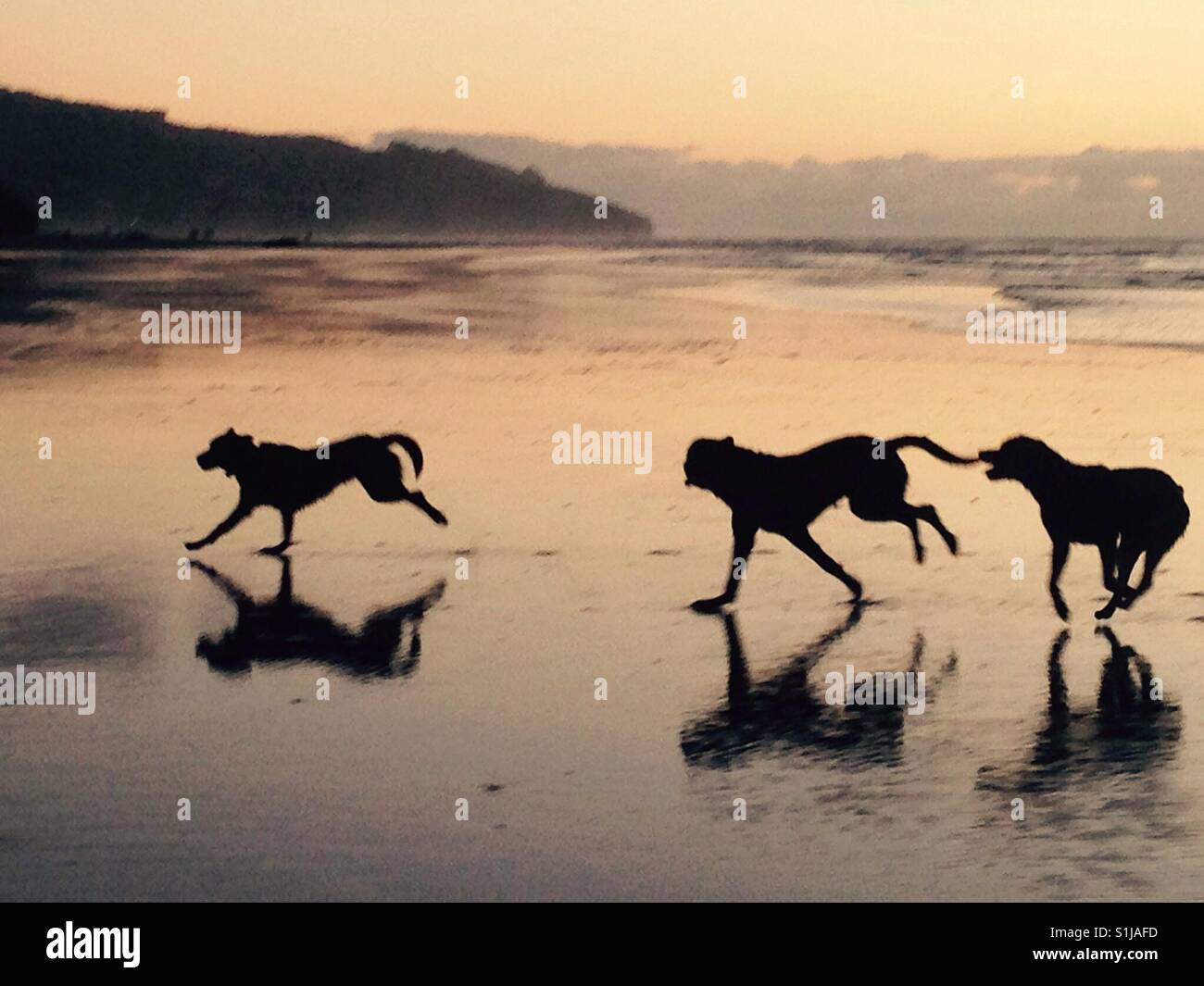 Dog fun -Fotos und -Bildmaterial in hoher Auflösung – Alamy