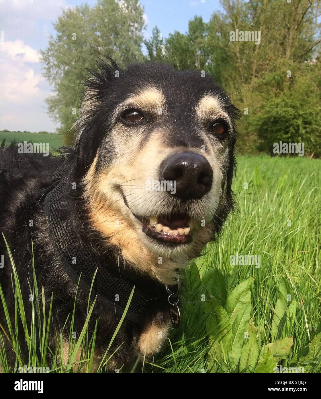 Kreuz hund -Fotos und -Bildmaterial in hoher Auflösung – Alamy