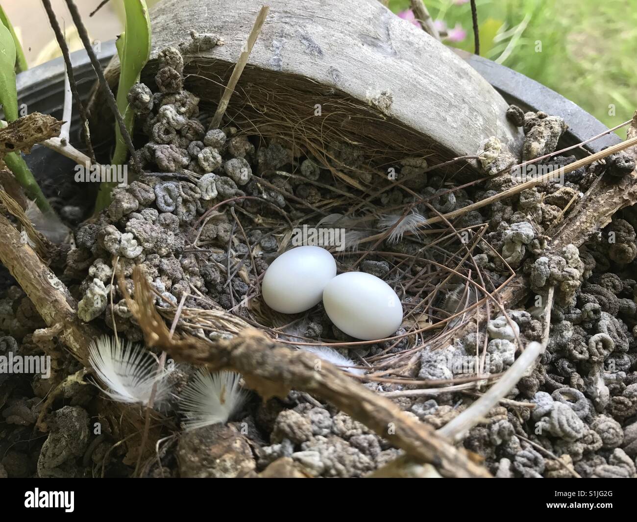 Gefleckte taubeneier -Fotos und -Bildmaterial in hoher Auflösung – Alamy