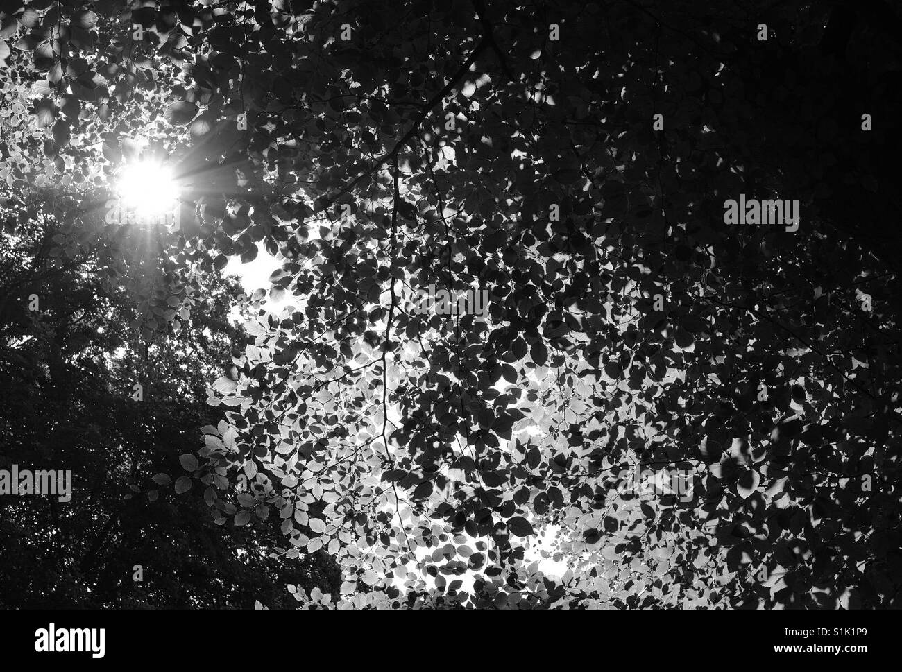Sonne, heller und dunkler schatten -Fotos und -Bildmaterial in hoher ...