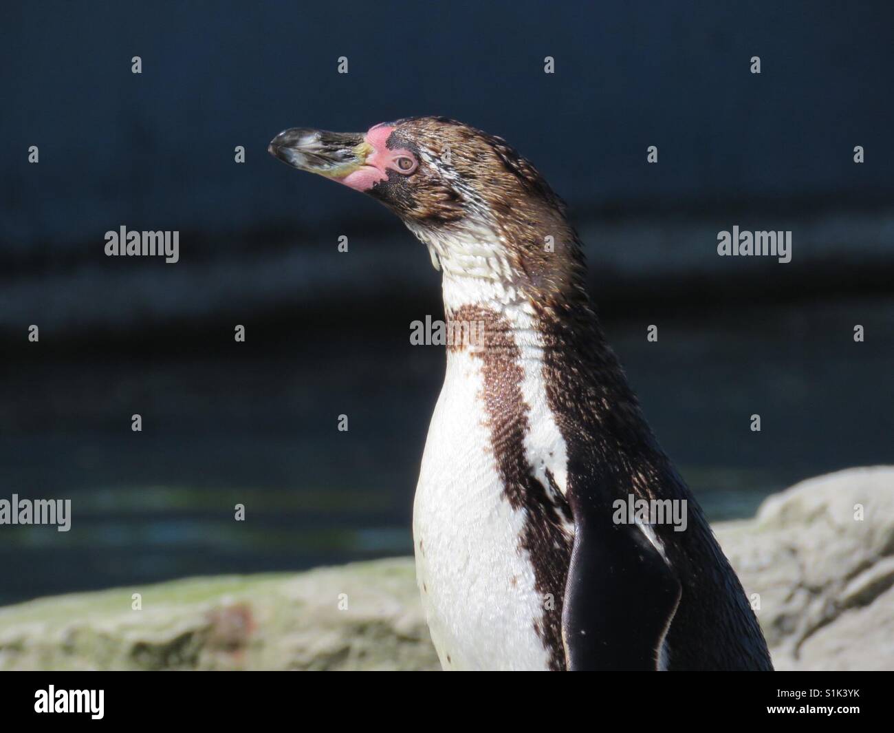 Pingu the penguin -Fotos und -Bildmaterial in hoher Auflösung – Alamy