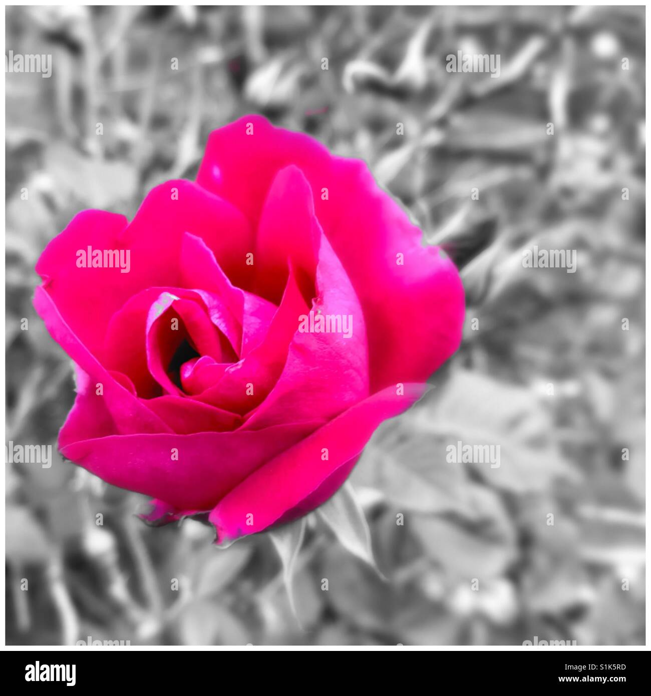 Rosen und fuchsien -Fotos und -Bildmaterial in hoher Auflösung – Alamy