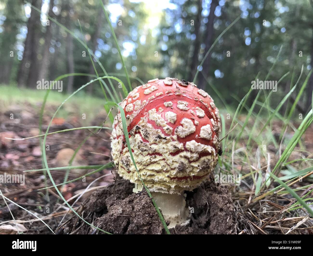 Roter pilz wald -Fotos und -Bildmaterial in hoher Auflösung – Alamy