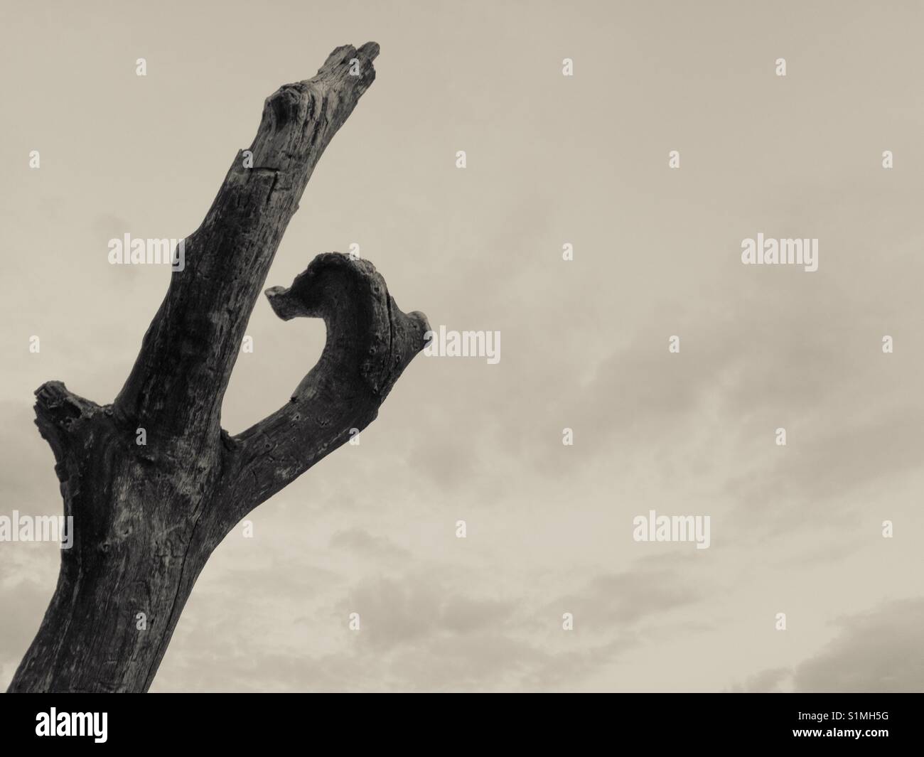 Toter westlicher baum -Fotos und -Bildmaterial in hoher Auflösung – Alamy