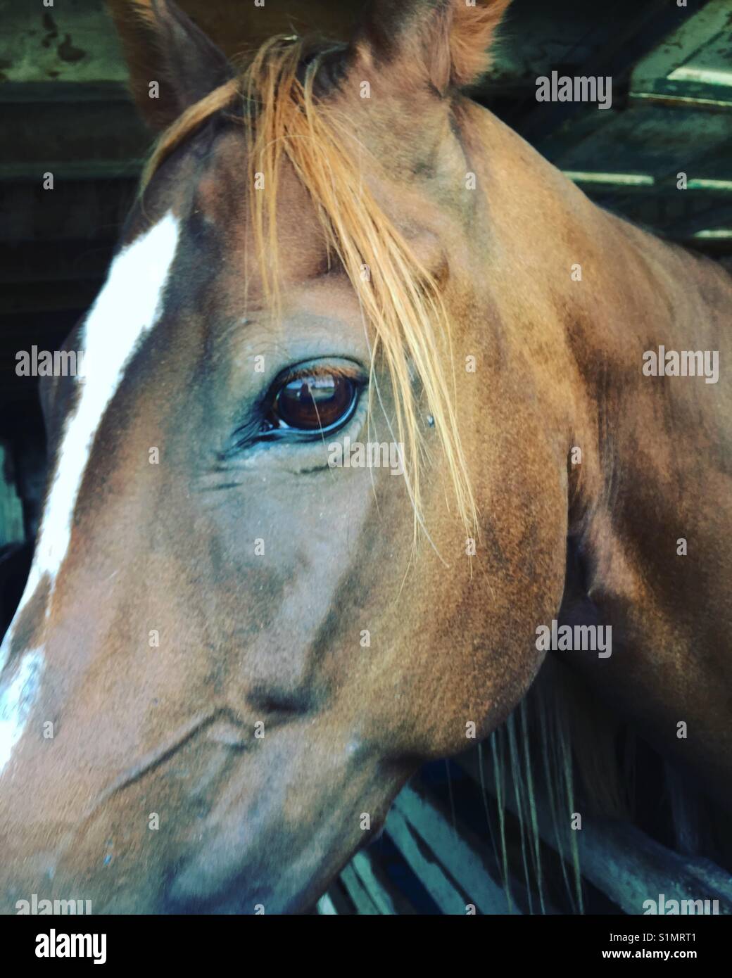 Pferd Von Scheune Stockfotos und -bilder Kaufen - Alamy