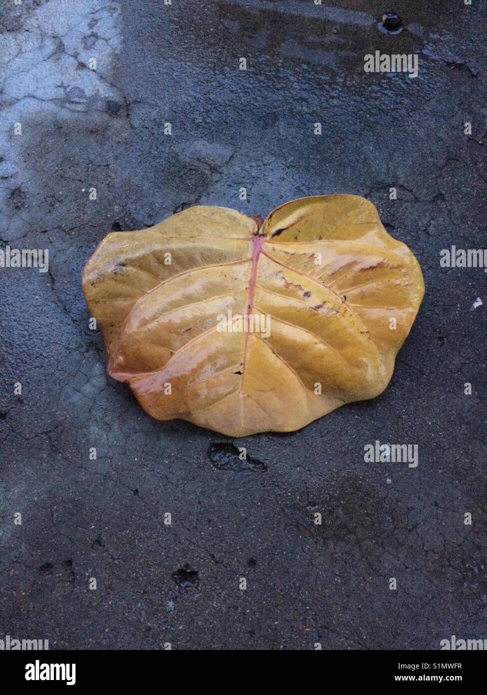 Bach phan -Fotos und -Bildmaterial in hoher Auflösung – Alamy