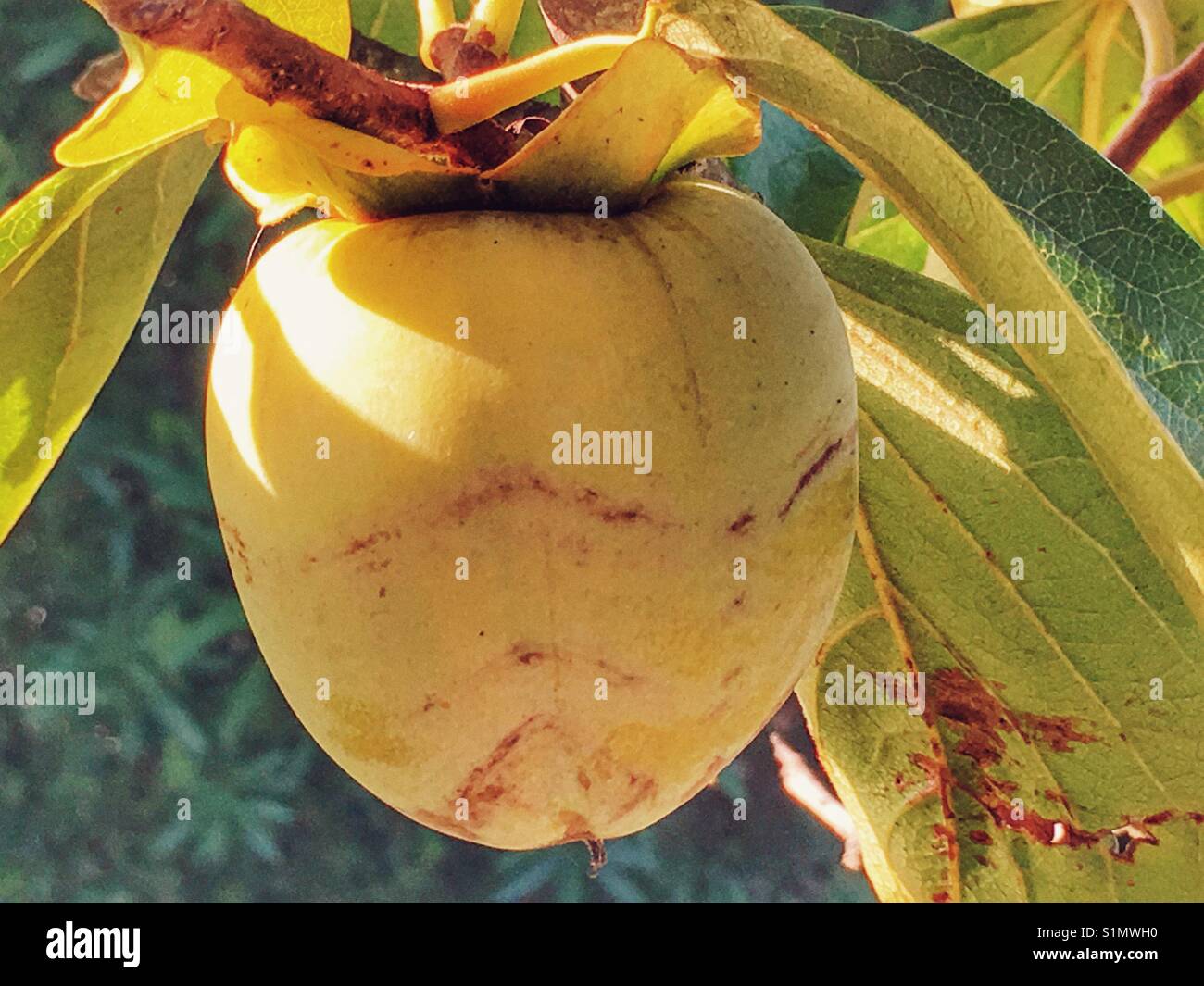 Persimone fruchtreife am Baum. Diospyros kaki, auch Kaki oder Sharon ...