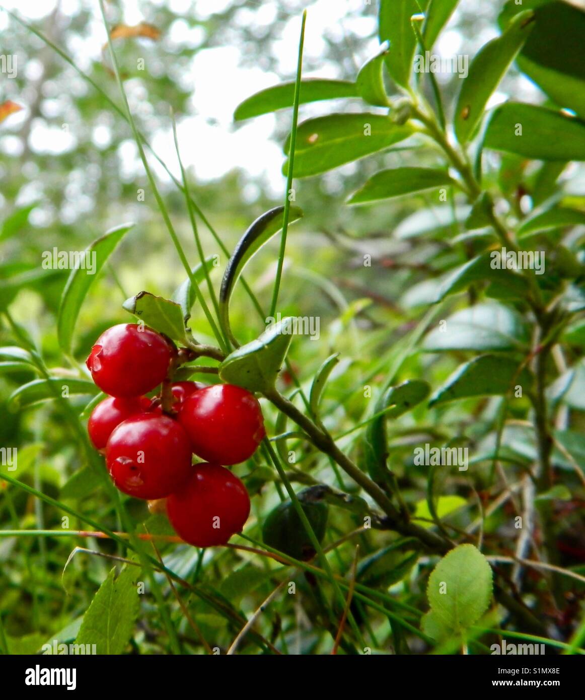 Wald preiselbeere -Fotos und -Bildmaterial in hoher Auflösung – Alamy