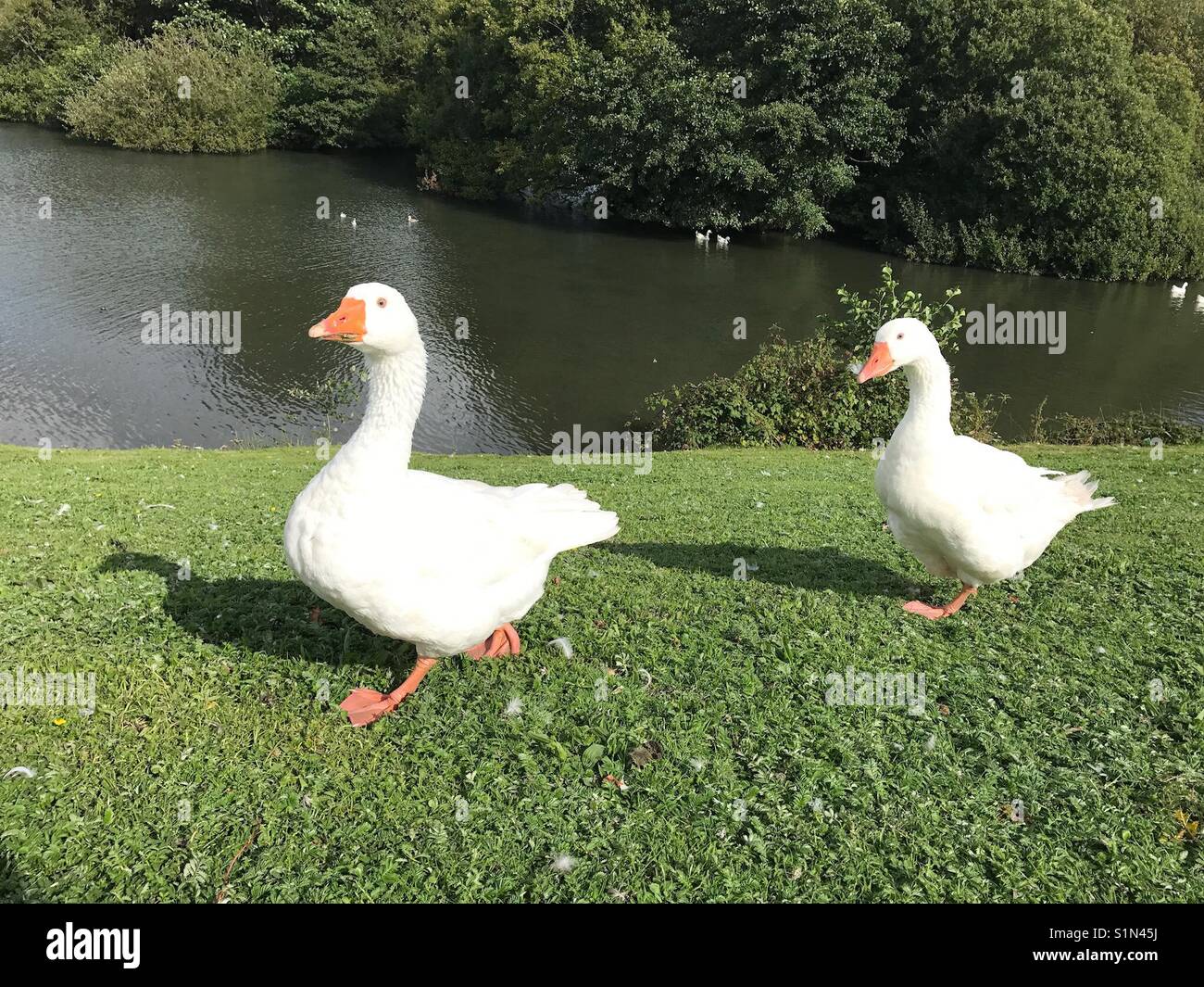 Pair geese -Fotos und -Bildmaterial in hoher Auflösung – Alamy