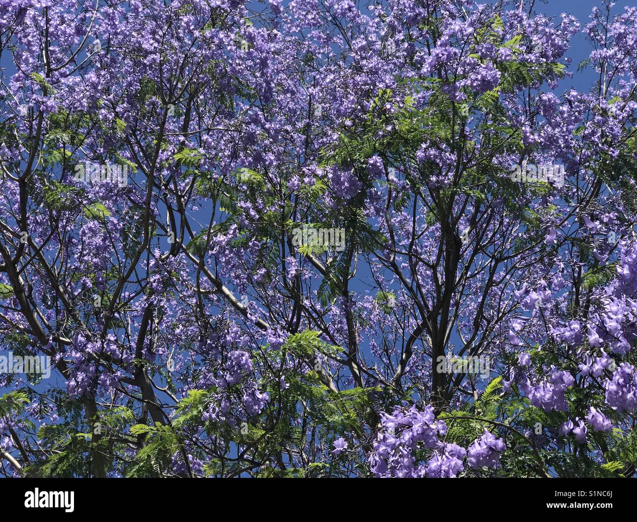 Baum mit lila blüten -Fotos und -Bildmaterial in hoher Auflösung – Alamy