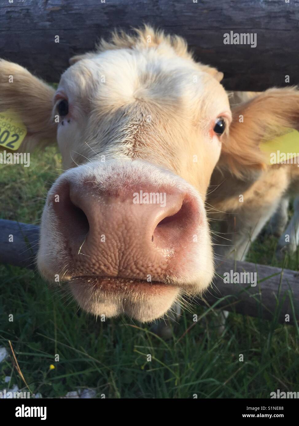 Freundliche Tiere Stockfotos und -bilder Kaufen - Alamy