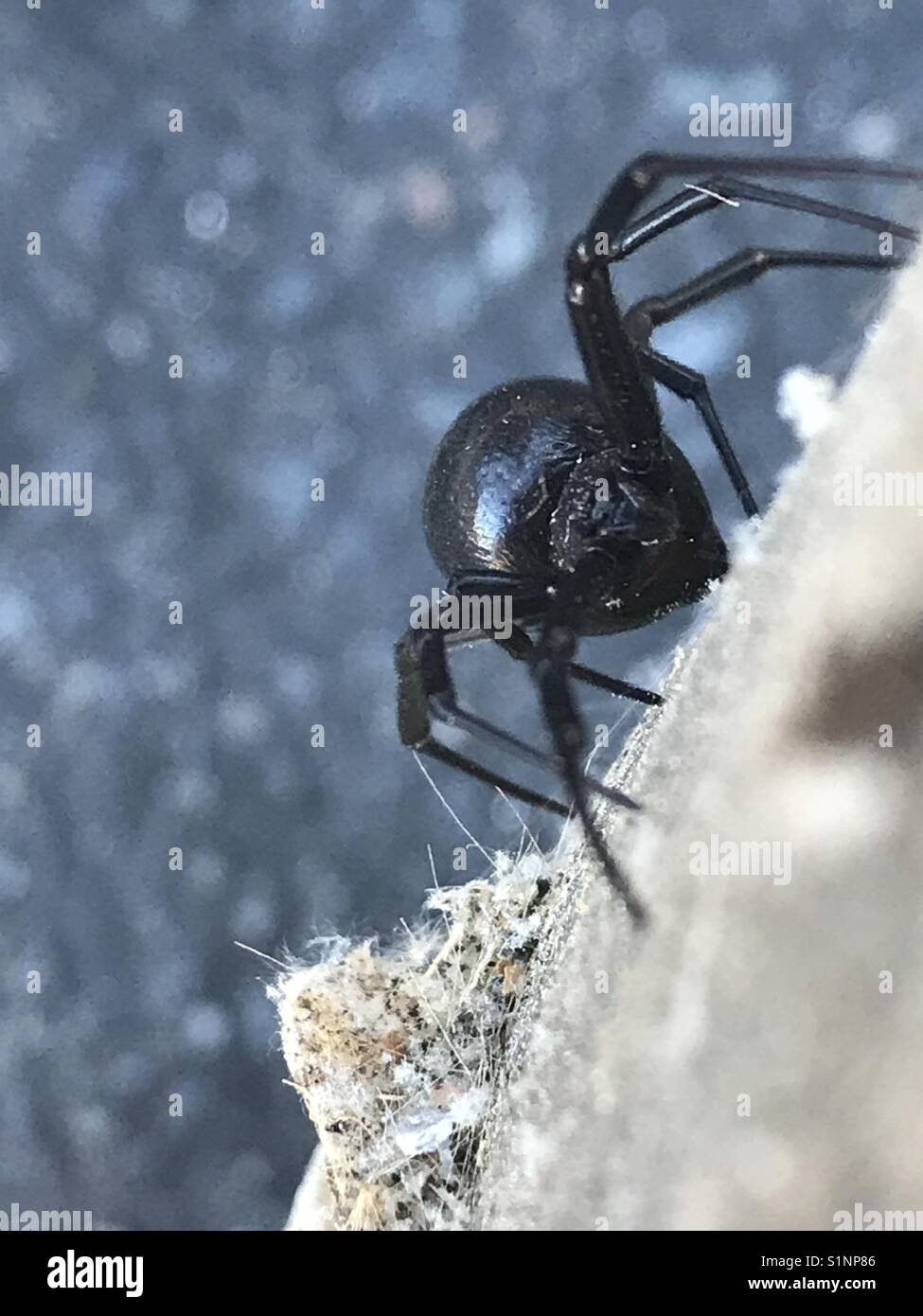 Schwarze witwe -Fotos und -Bildmaterial in hoher Auflösung – Alamy