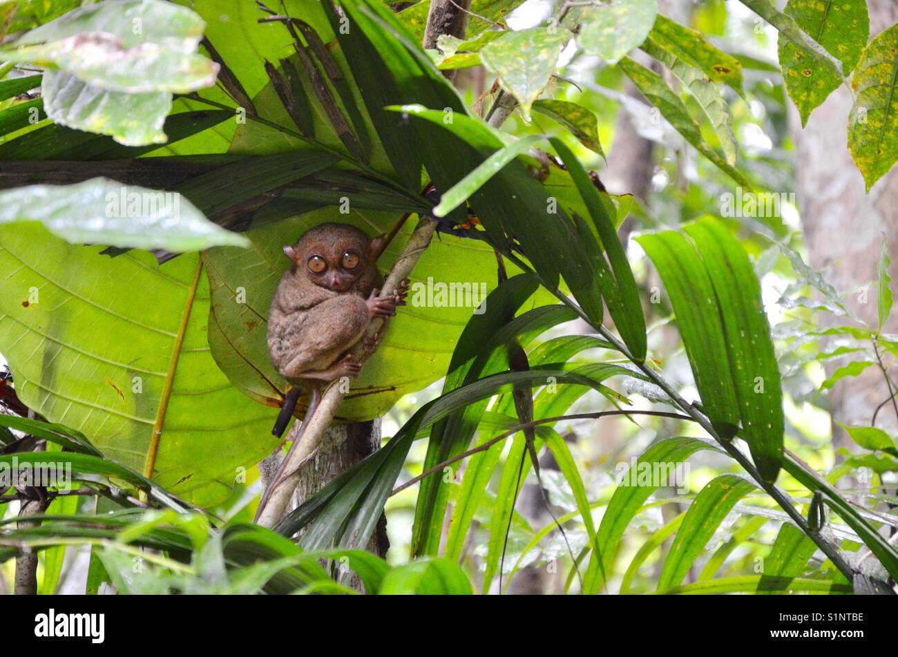 Smallest primate -Fotos und -Bildmaterial in hoher Auflösung – Alamy