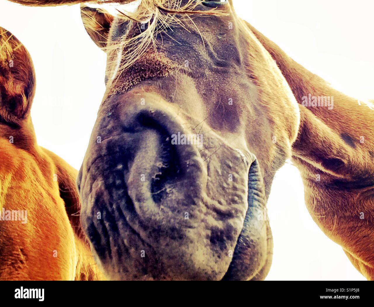 Rotz nase -Fotos und -Bildmaterial in hoher Auflösung – Alamy