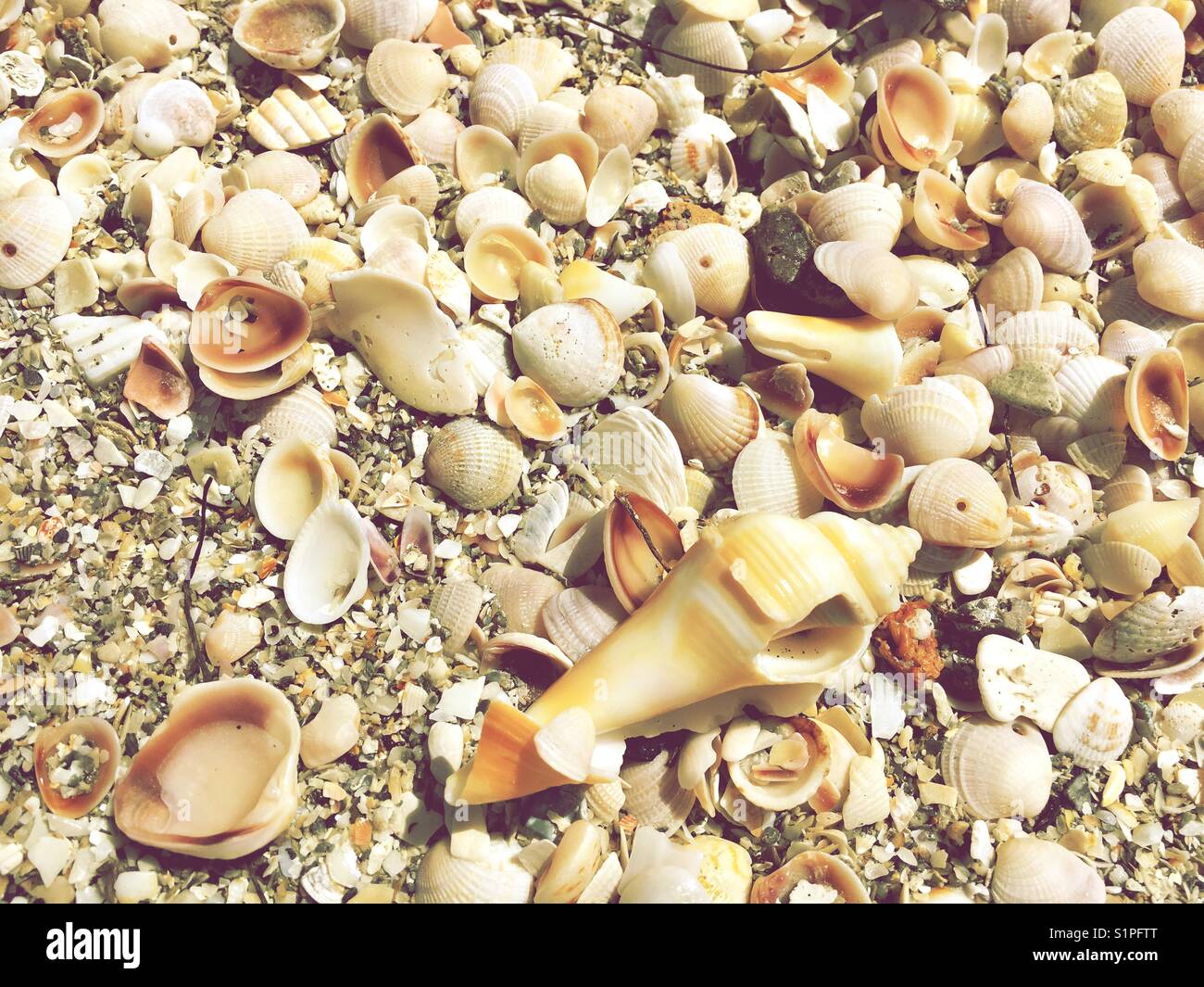 Muscheln Am Strand Sammeln Stockfotos und -bilder Kaufen - Alamy