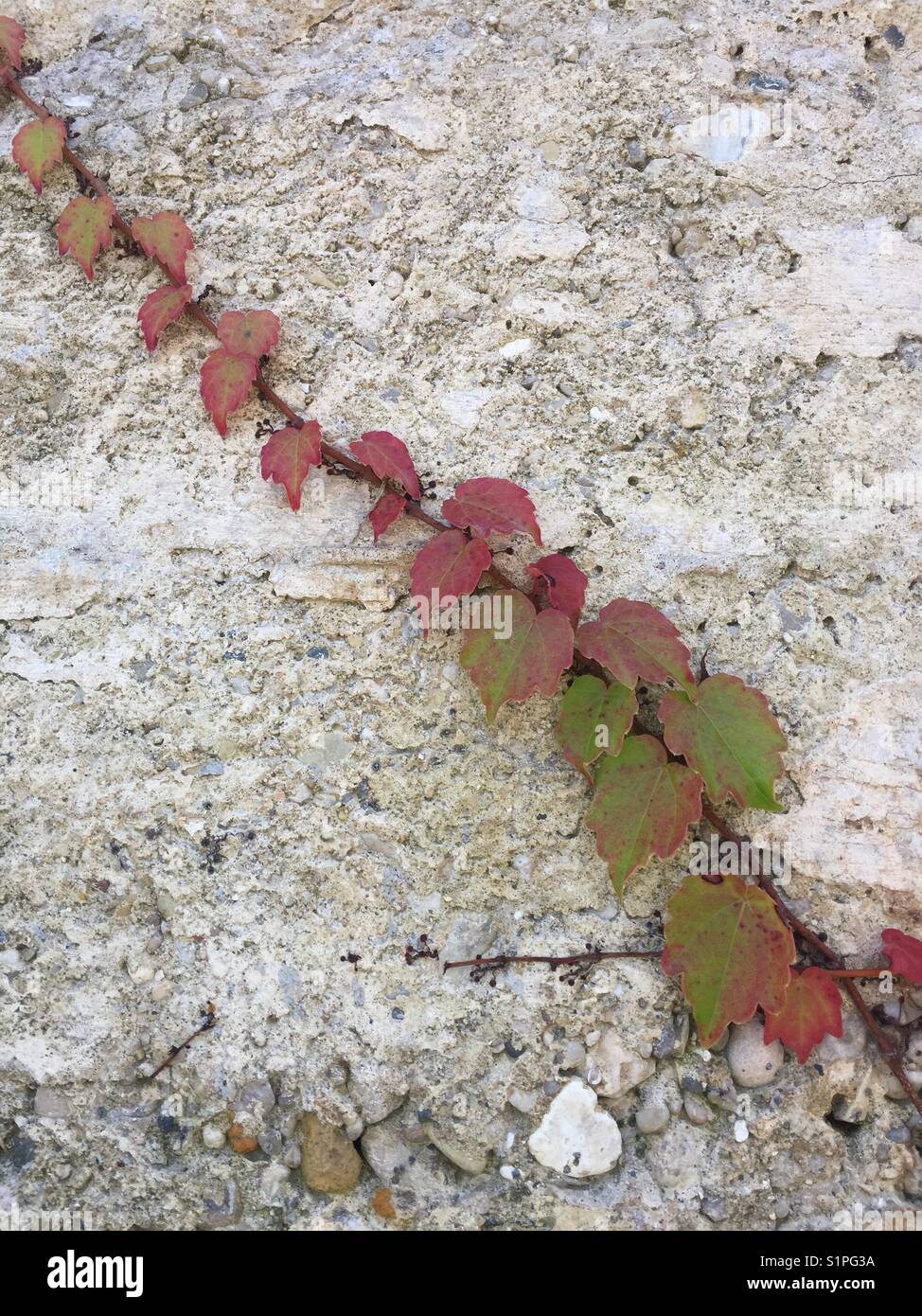 Rebe im herbst -Fotos und -Bildmaterial in hoher Auflösung – Alamy