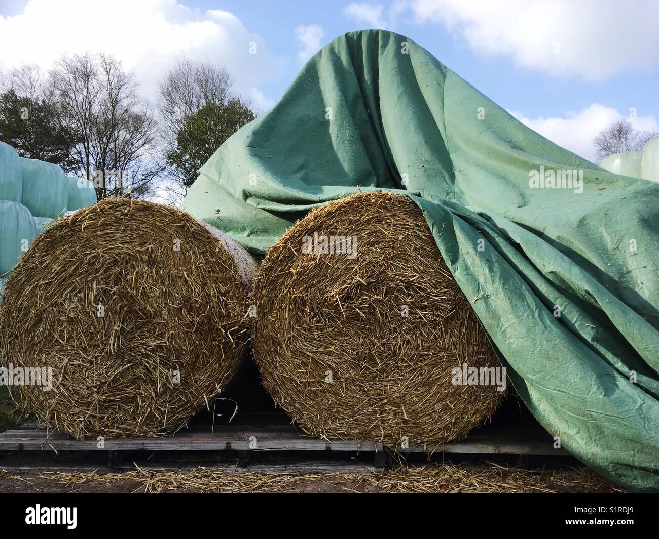 Heu und silage -Fotos und -Bildmaterial in hoher Auflösung – Alamy