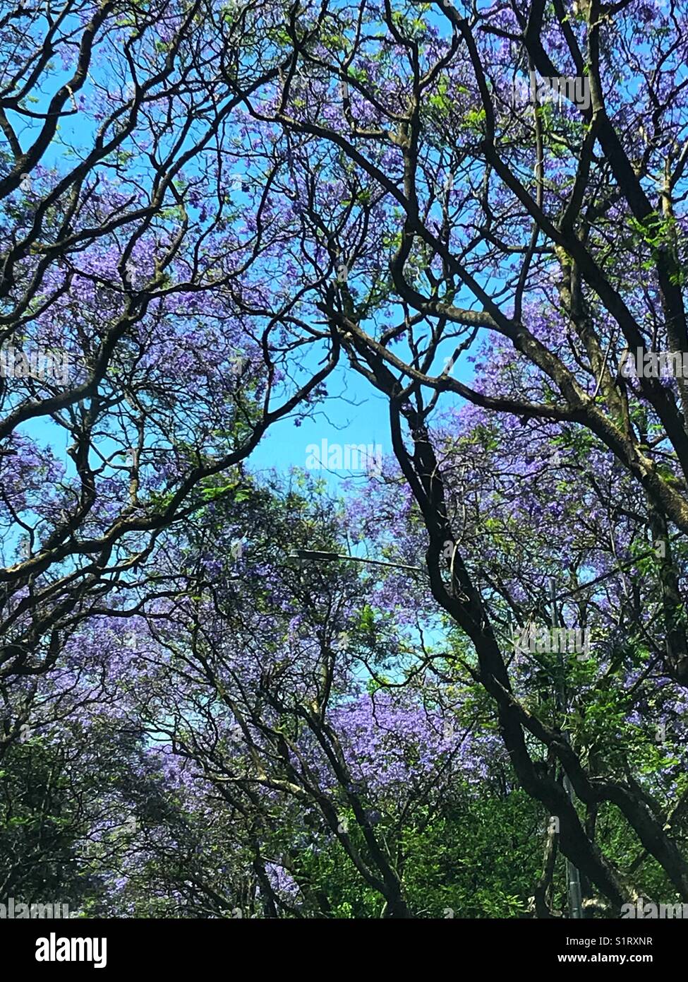 Jacaranda trees in blossom in -Fotos und -Bildmaterial in hoher ...