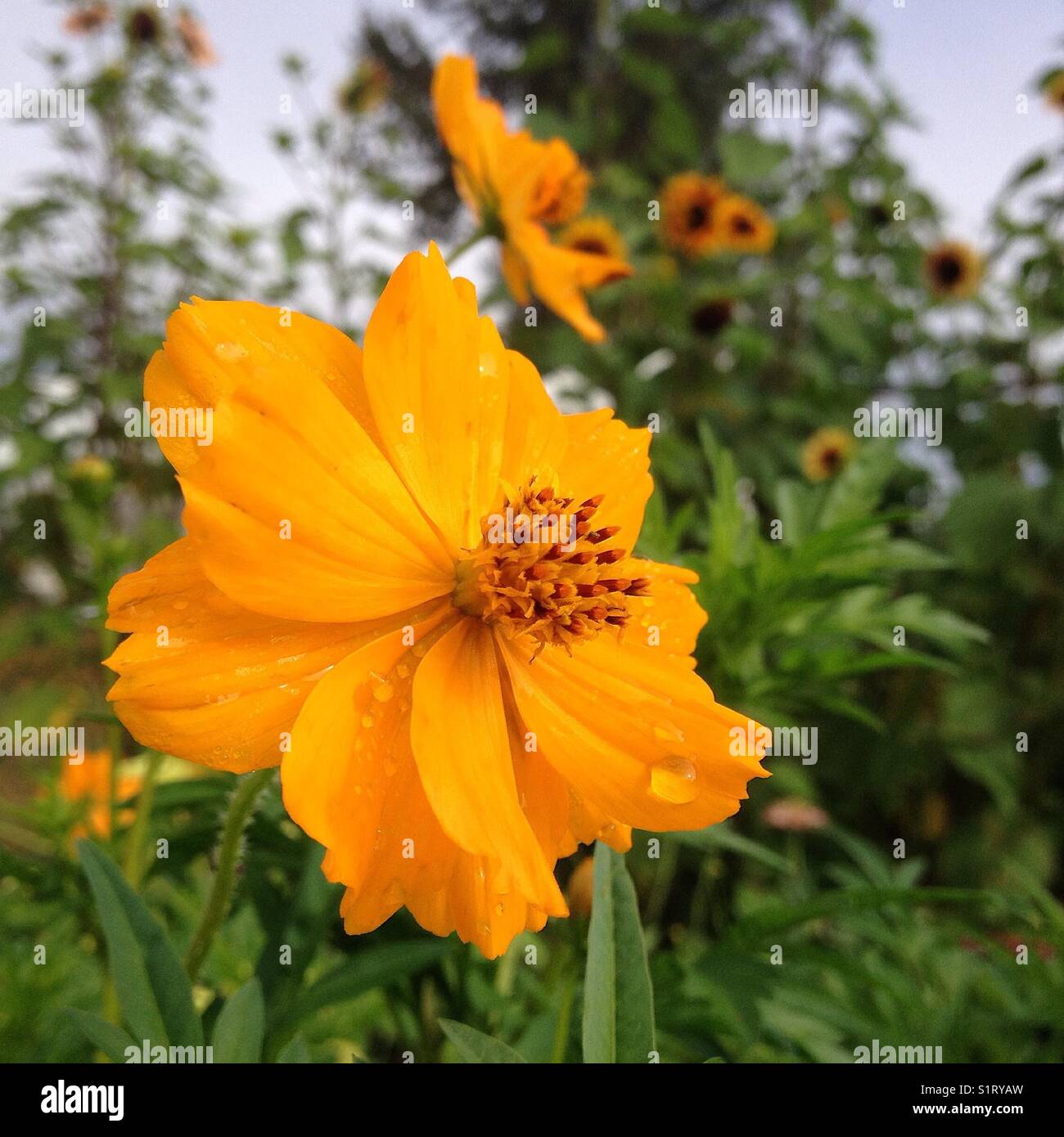 Kosmos blumen feld -Fotos und -Bildmaterial in hoher Auflösung – Alamy