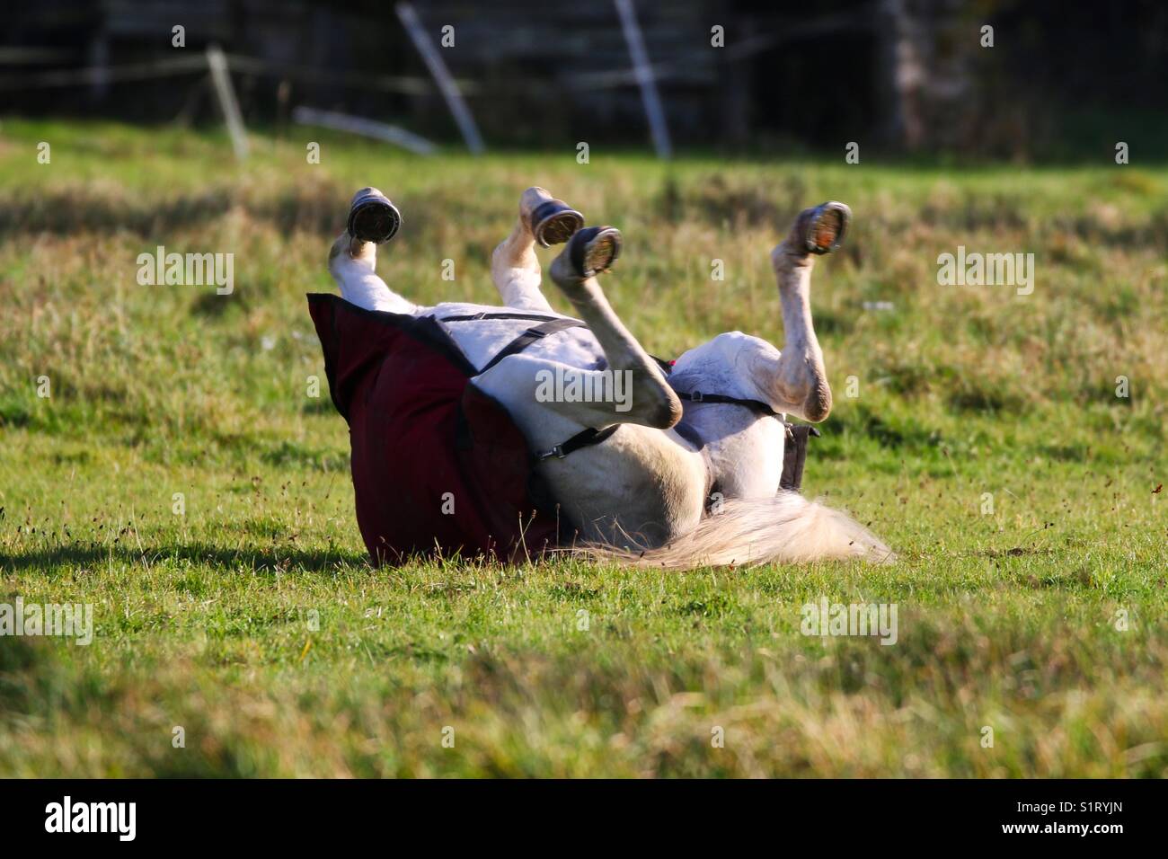 Horse rolling -Fotos und -Bildmaterial in hoher Auflösung – Alamy