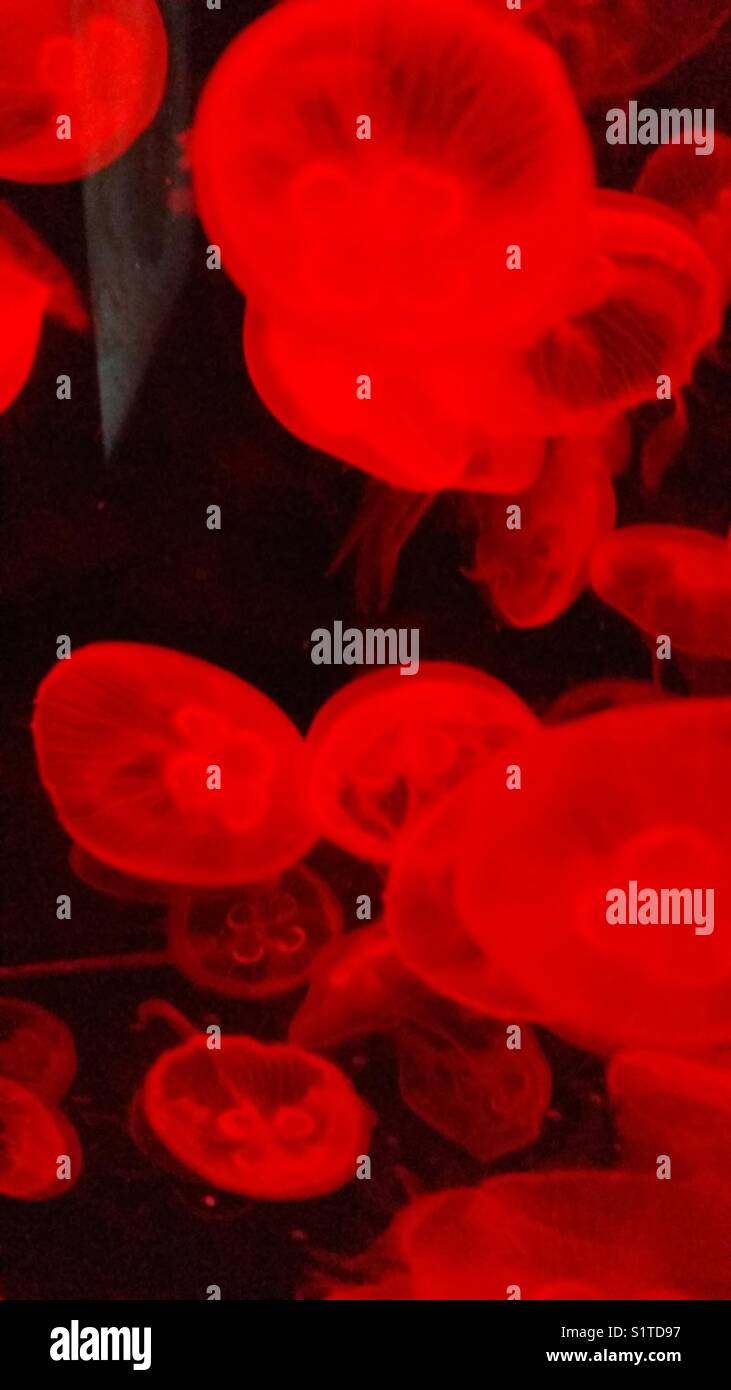 Qualle rot -Fotos und -Bildmaterial in hoher Auflösung – Alamy