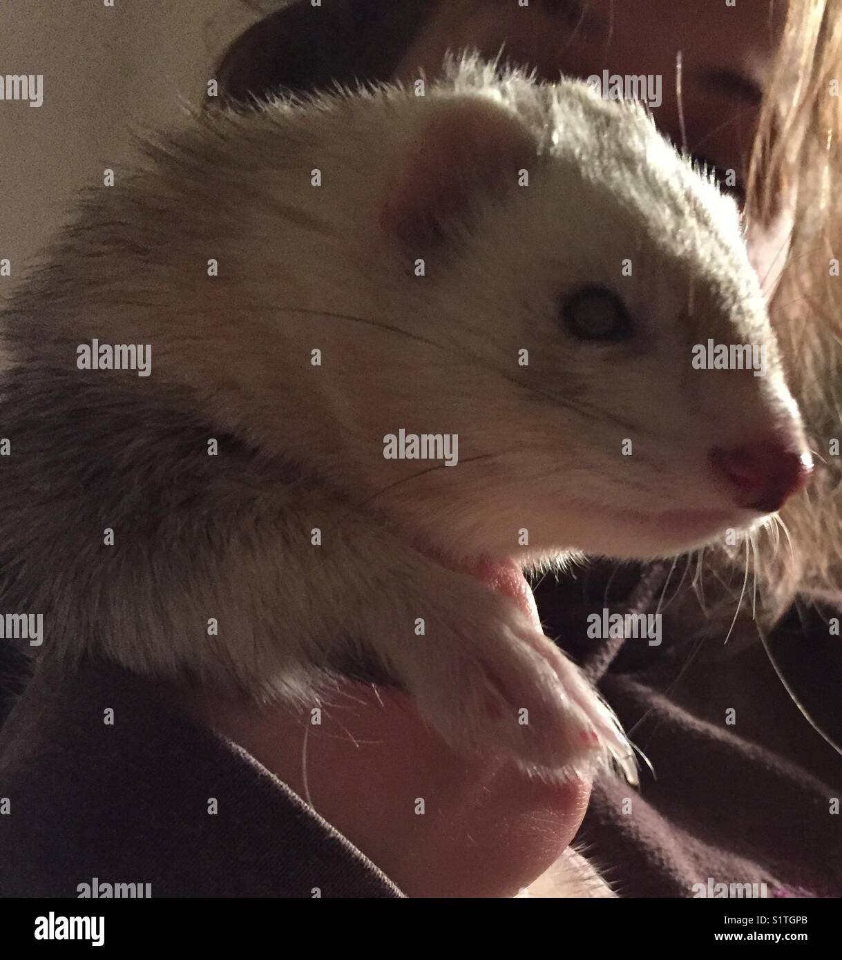 Panda frettchen -Fotos und -Bildmaterial in hoher Auflösung – Alamy