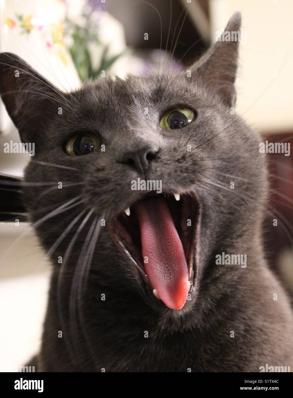 Lachende katze -Fotos und -Bildmaterial in hoher Auflösung – Alamy