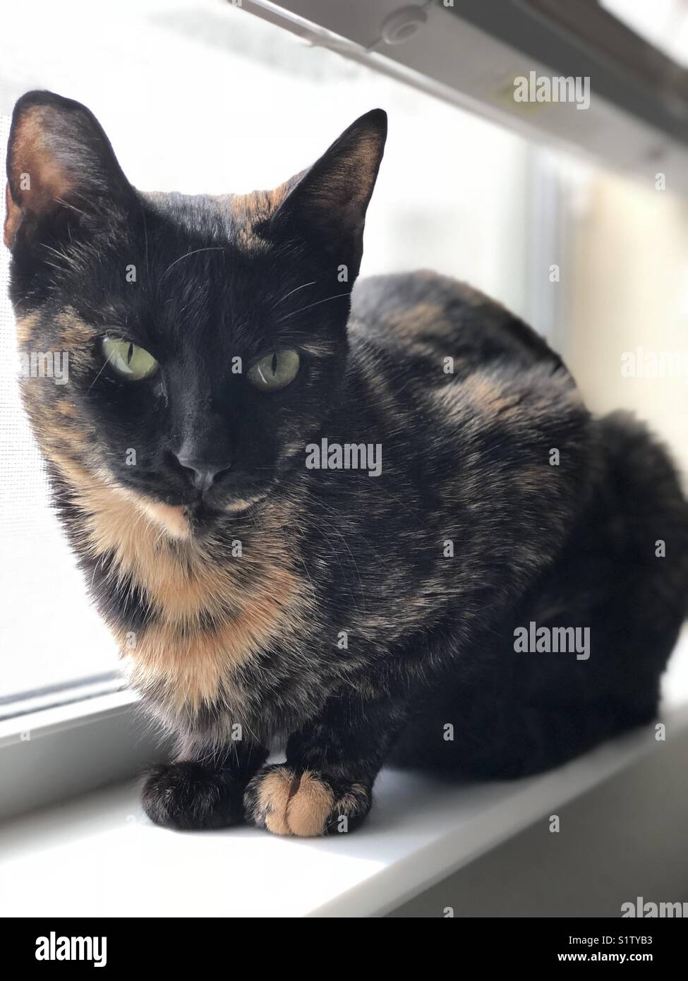 Schildpatt katze -Fotos und -Bildmaterial in hoher Auflösung – Alamy
