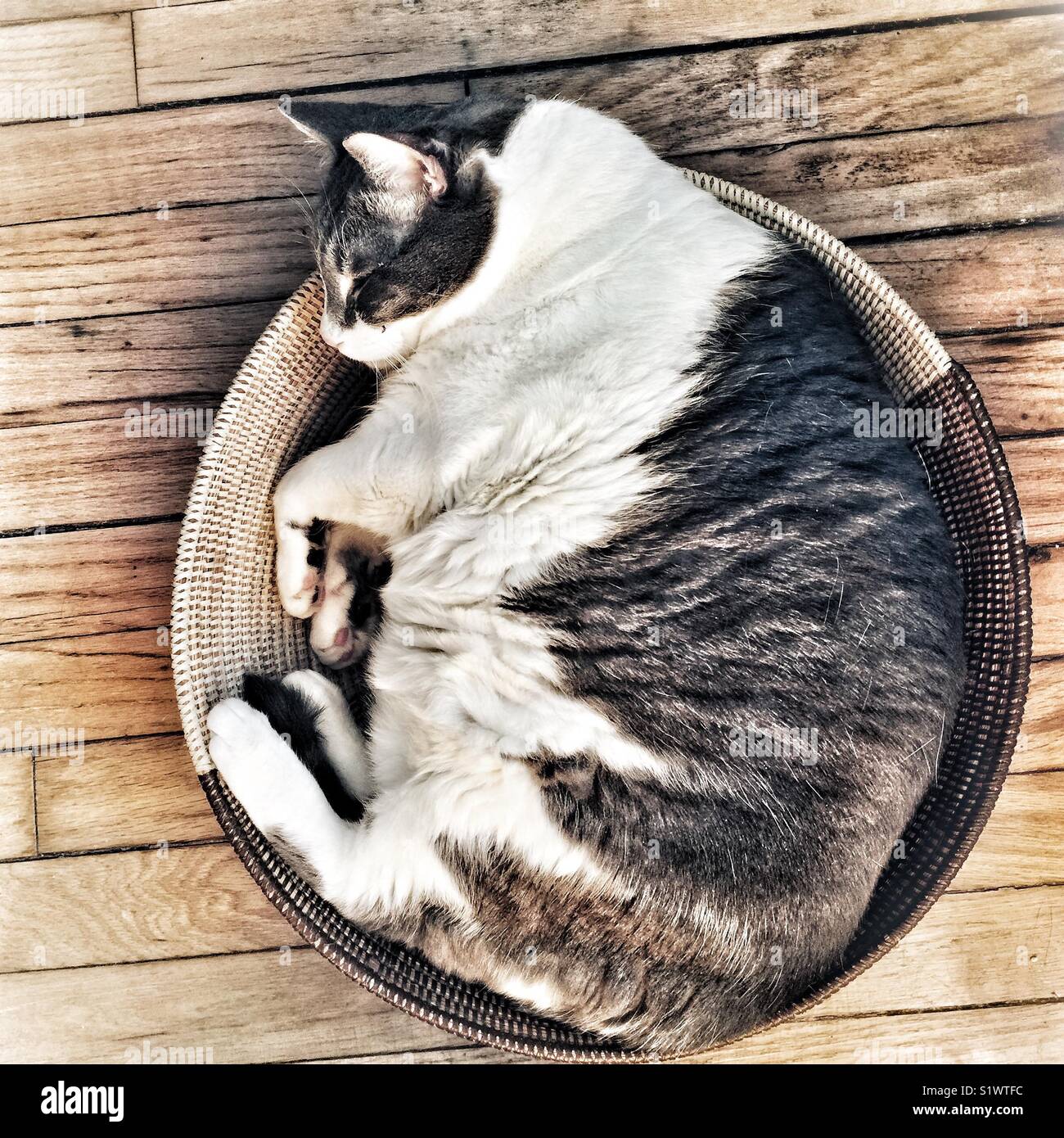 Fette katzen -Fotos und -Bildmaterial in hoher Auflösung – Alamy