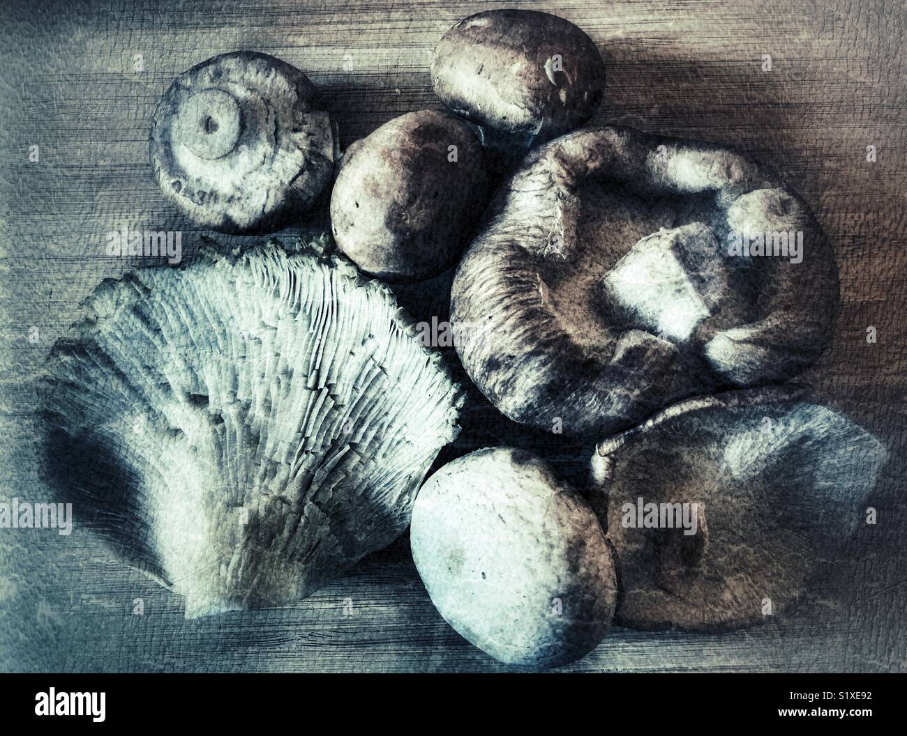 Verschiedene pilzsorten -Fotos und -Bildmaterial in hoher Auflösung – Alamy