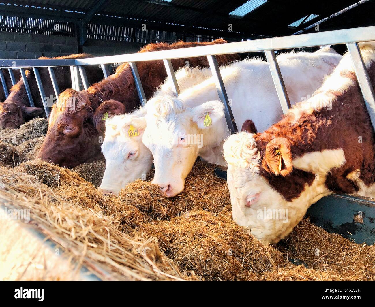 Kuh, die heu isst -Fotos und -Bildmaterial in hoher Auflösung – Alamy