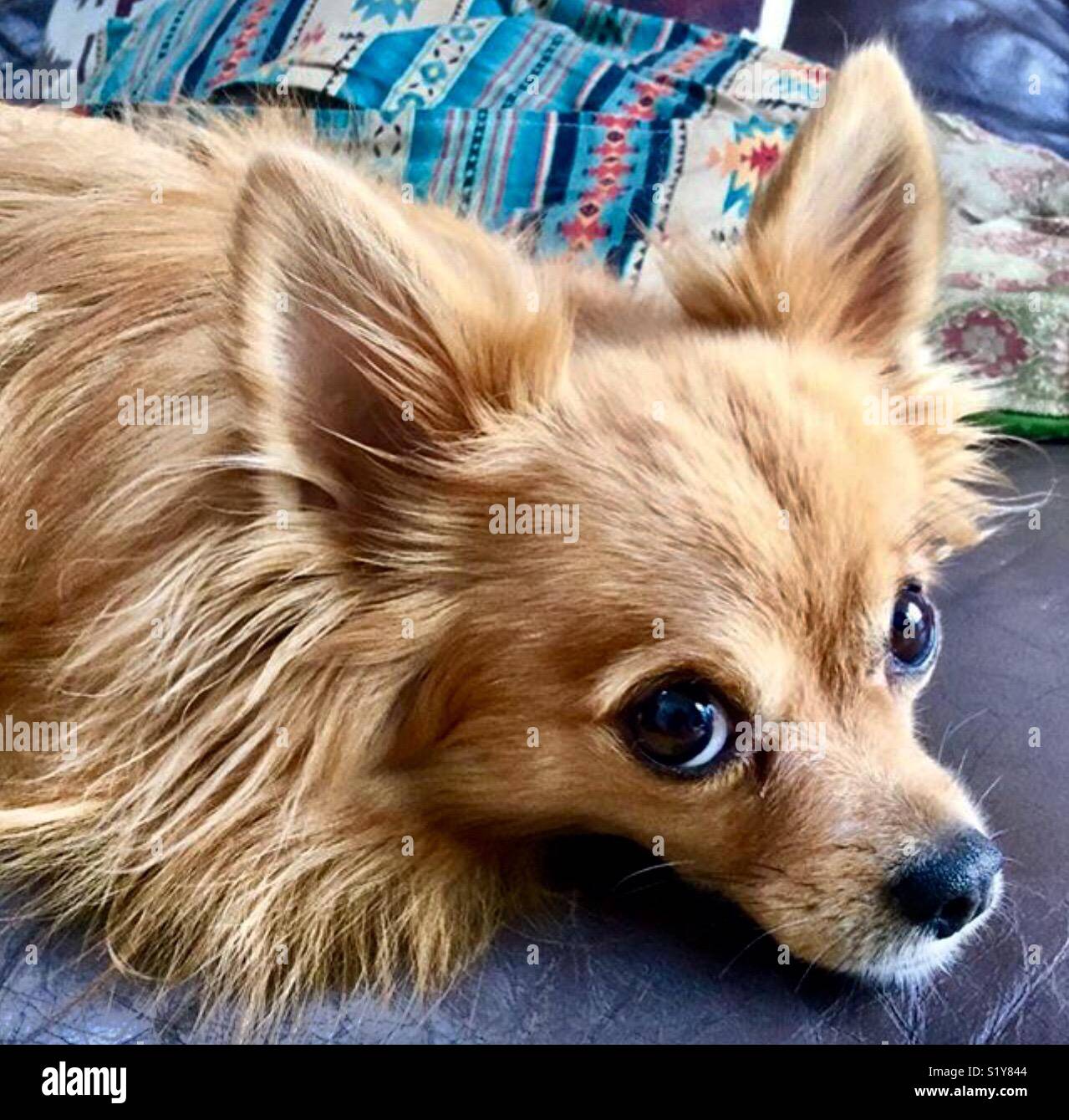 Chihuahua pomeranian -Fotos und -Bildmaterial in hoher Auflösung – Alamy